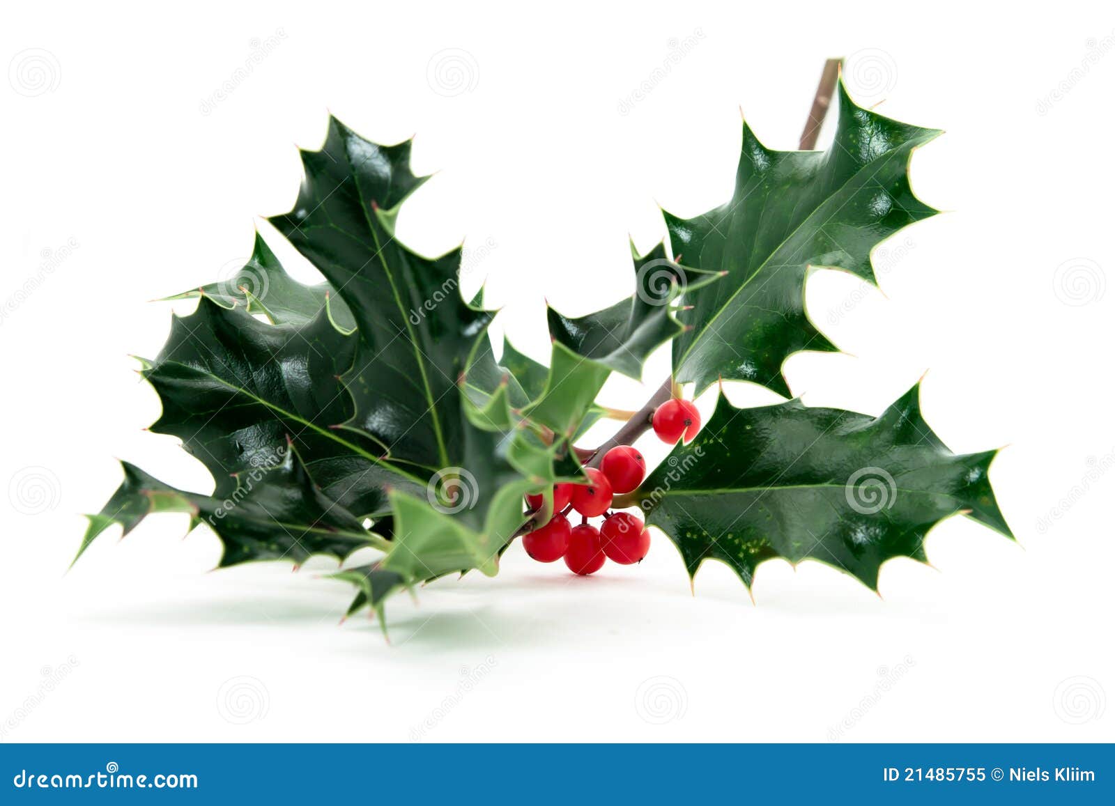 Holly twig stock image. Image of celebration, culture - 21485755