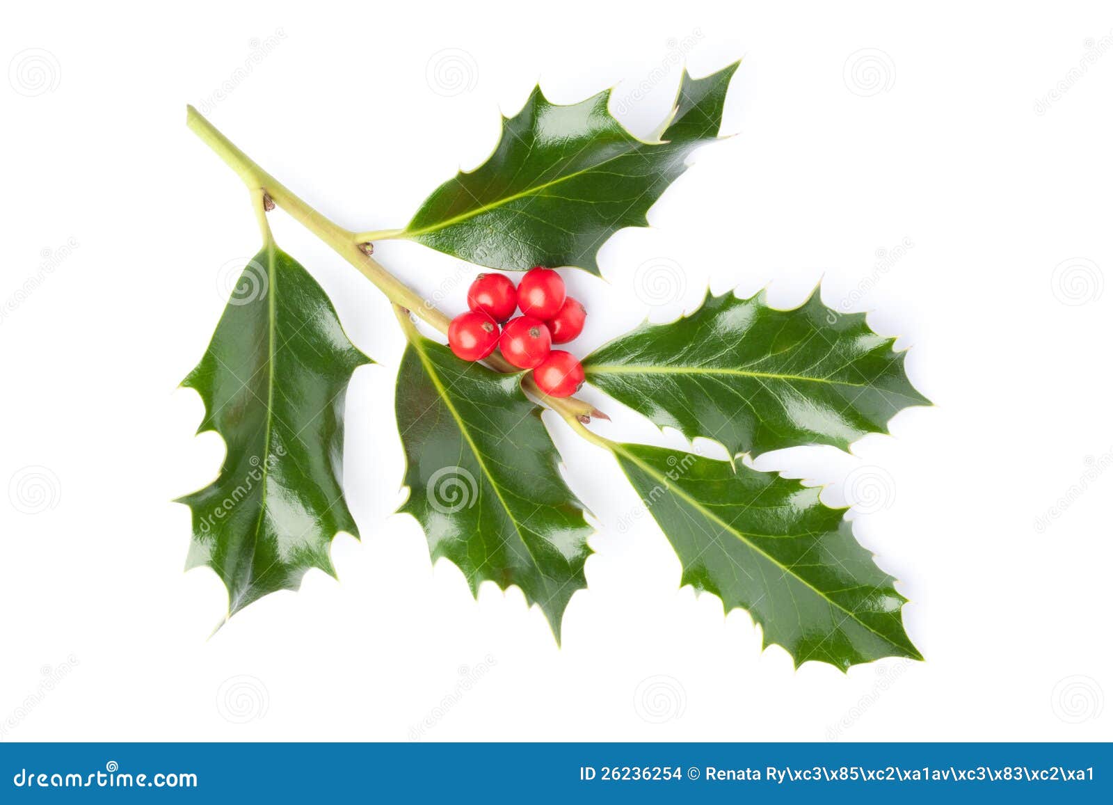 Holly twig stock photo. Image of decoration, ornament - 26236254