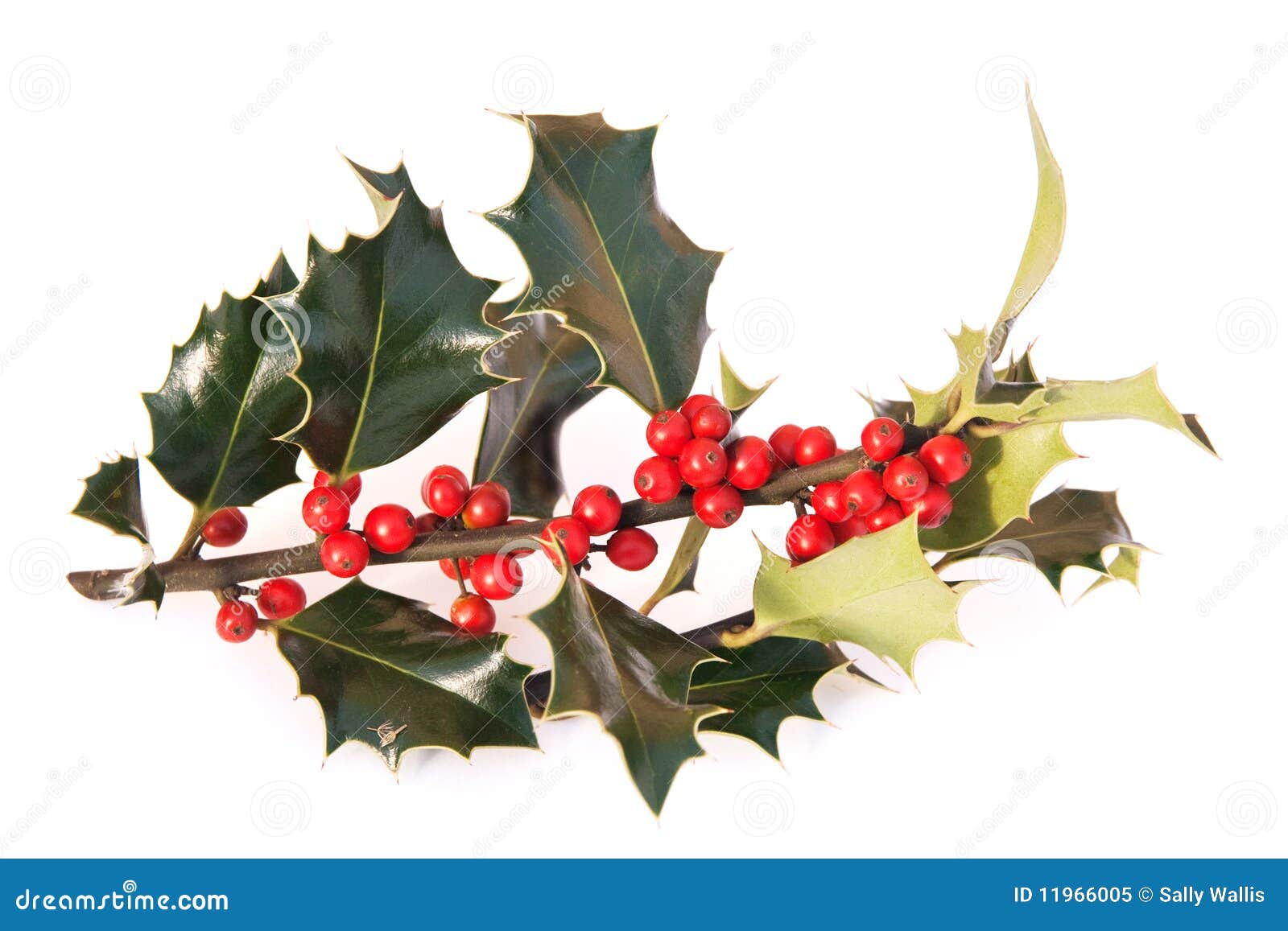 Holly Twig with Bright Berries Stock Image - Image of shiny, decoration ...