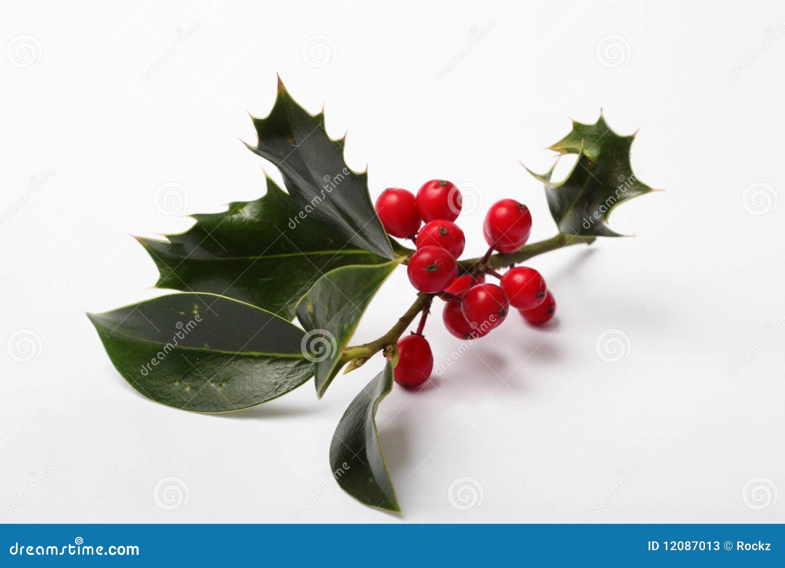Holly twig on wite stock image. Image of season, green - 12087013