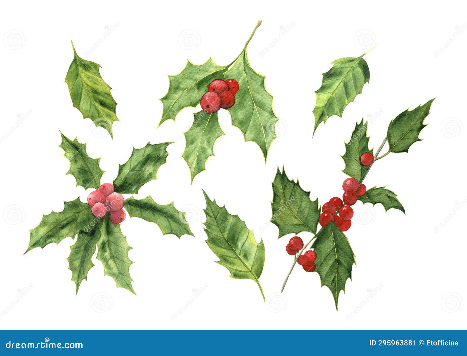 Holly - Watercolor Isolated Elements Stock Image - Image of decoration ...
