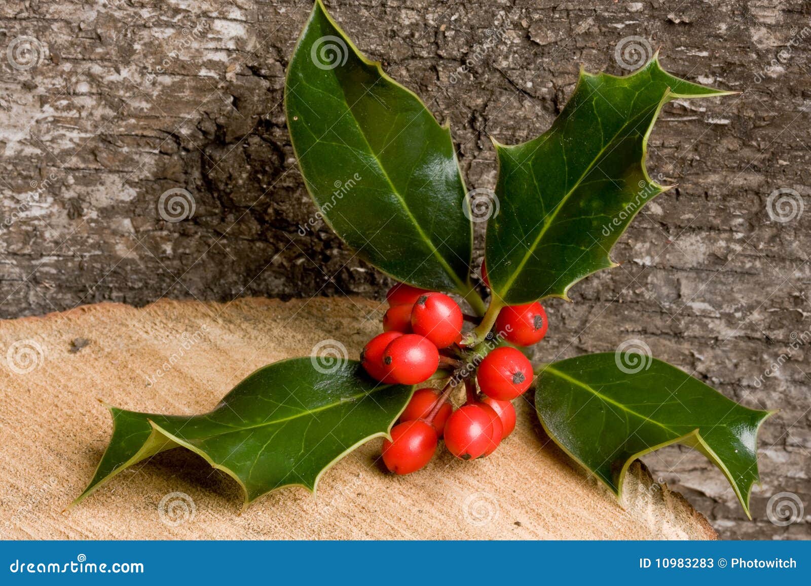 Holly on wood stock image. Image of holly, year, winter - 10983283