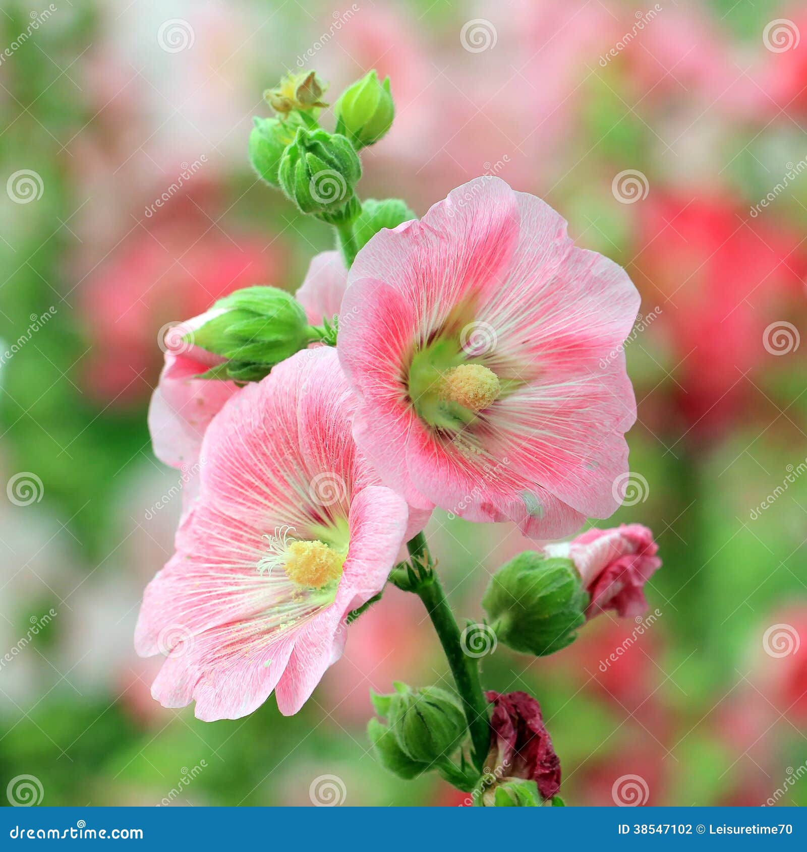 Hollyhock or Althaea Flower Stock Photo - Image of nature, blossom ...