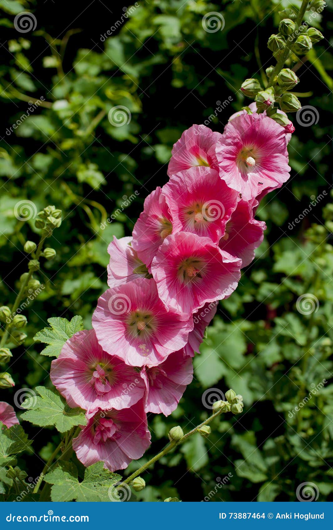 Hollyhock in pink stock photo. Image of floral, nature - 73887464