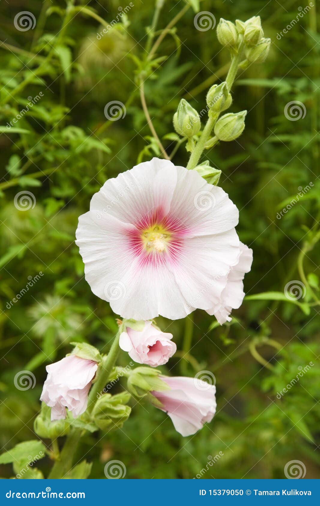 Hollyhocks stock photo. Image of flower, hollyhock, perennial - 15379050