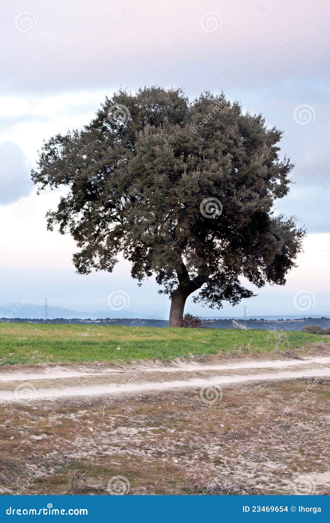 Holm oak stock photo. Image of rotundifolia, nature, quercus - 23469654