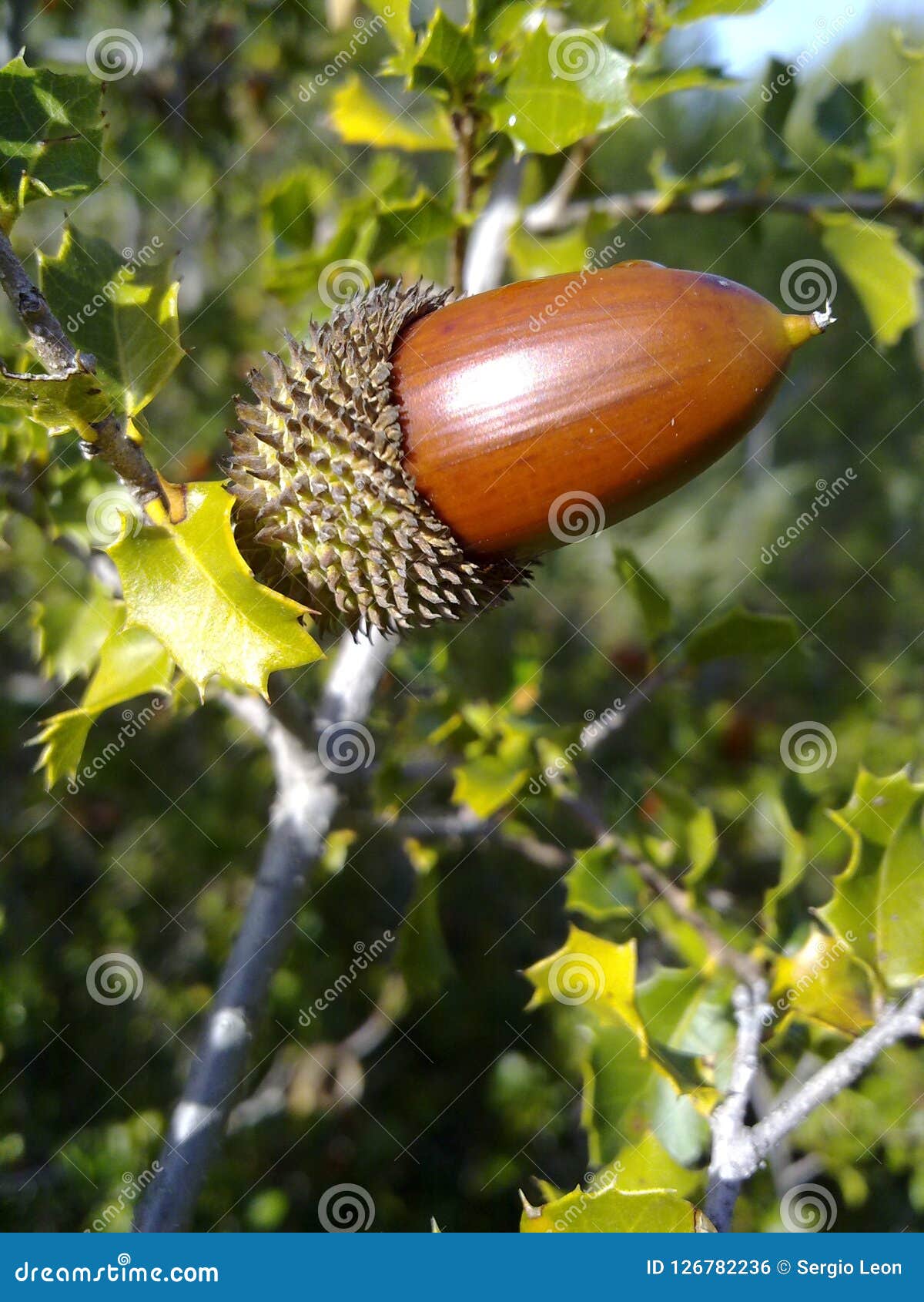 Acorn In Holm Oak, Forest In Utiel, Spain. Green Leafy Tree With Small ...