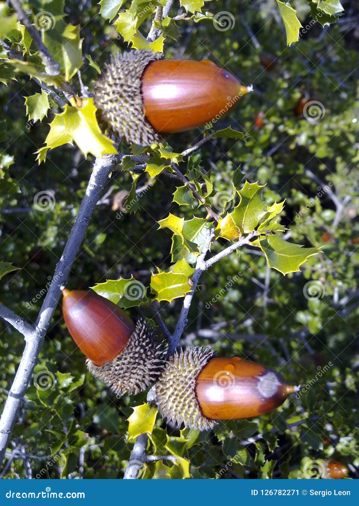 Acorn In Holm Oak, Forest In Utiel, Spain. Green Leafy Tree With Small ...