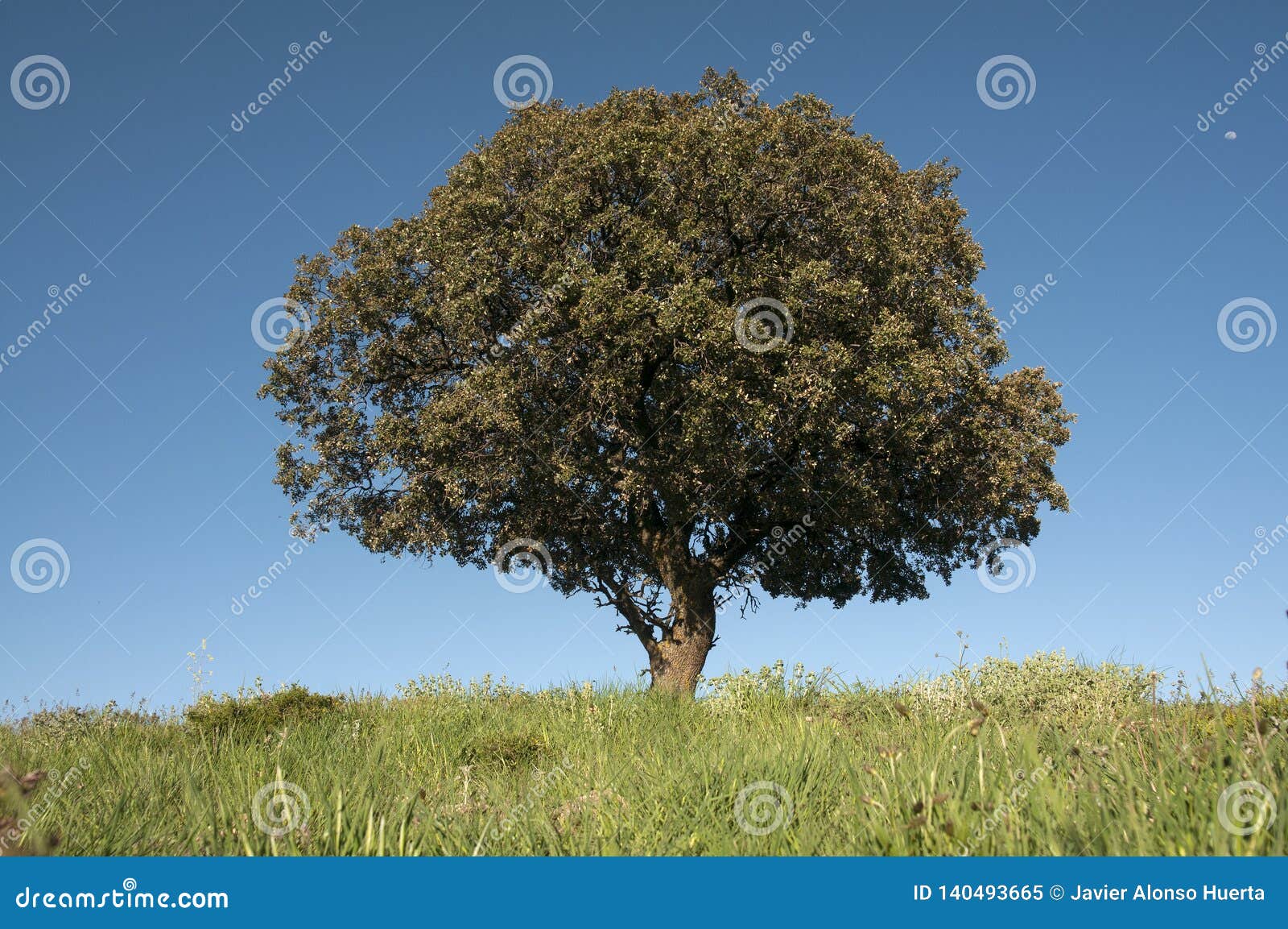 Quercus Ilex Tree Stock Photography | CartoonDealer.com #105967682