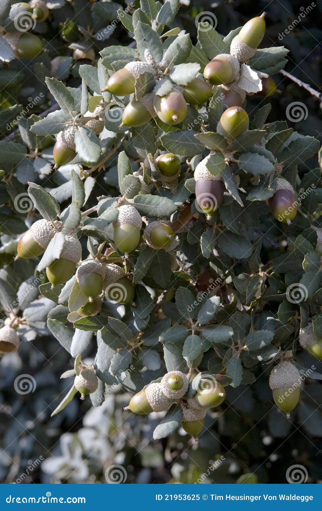 Quercus Ilex Tree Royalty-Free Stock Image | CartoonDealer.com #141887038