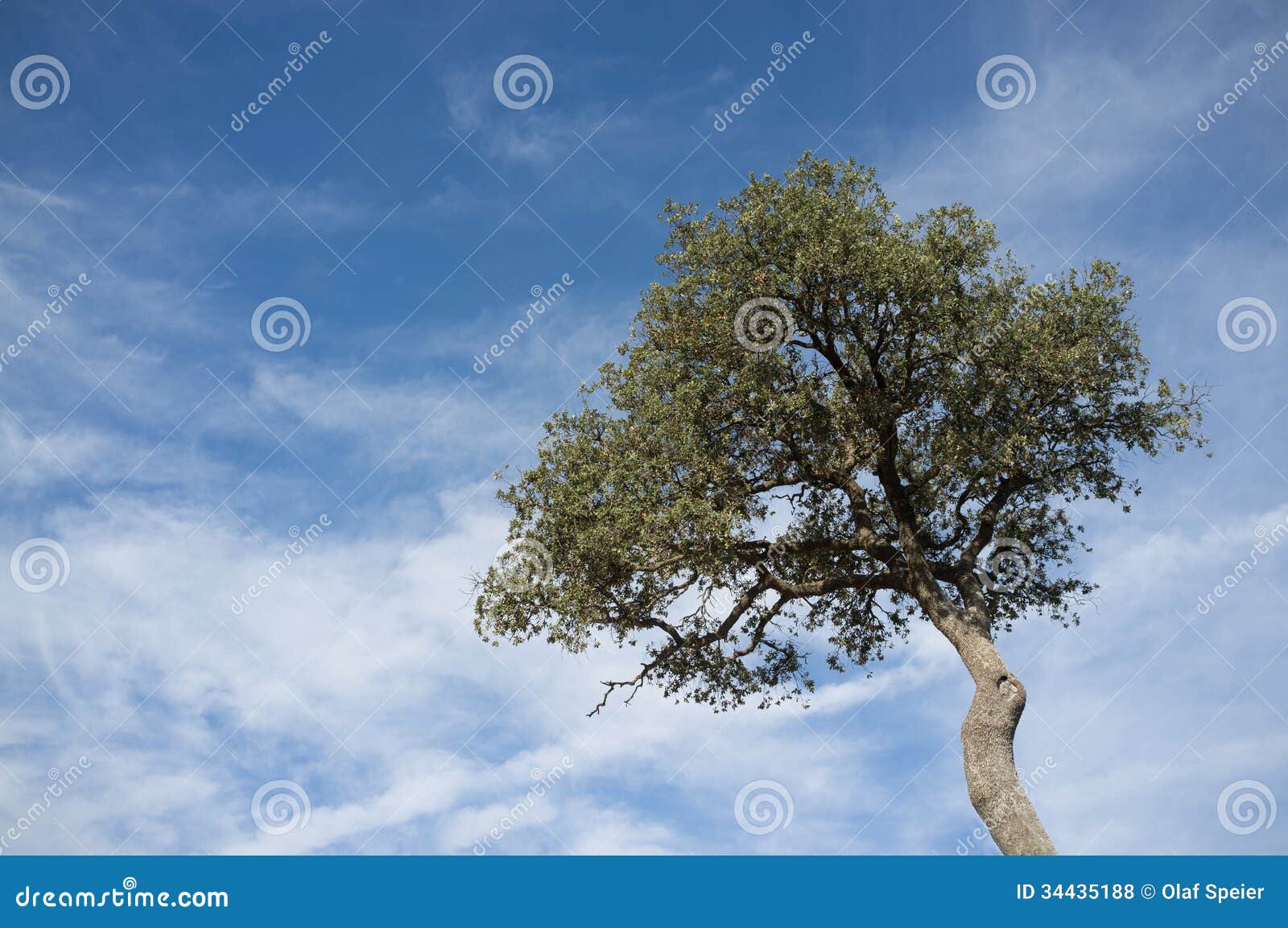 Holm oak stock photo. Image of copy, vegetation, quercus - 34435188