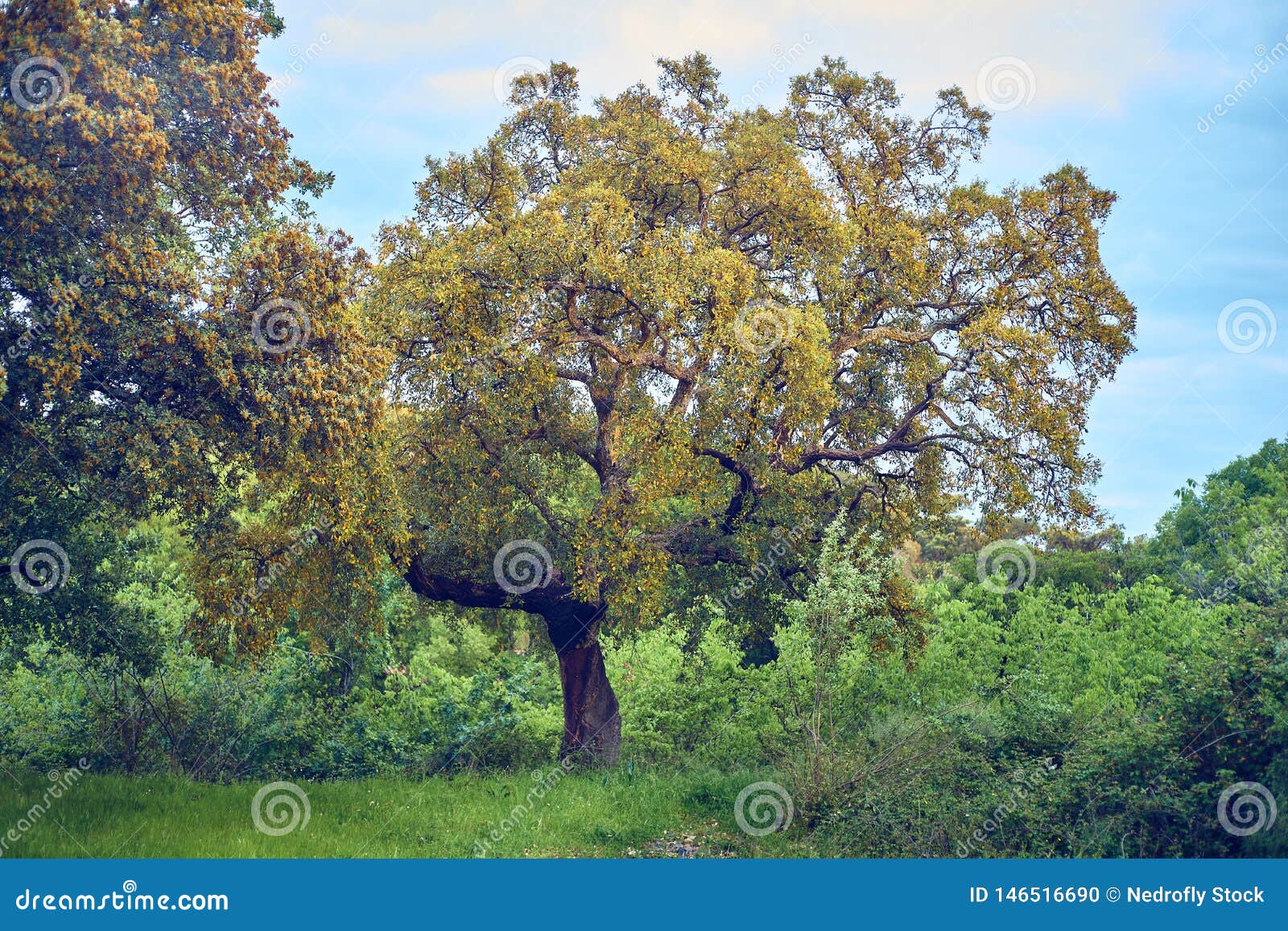 Holm Oaks in Spring with Sunset Light Stock Photo - Image of grass ...