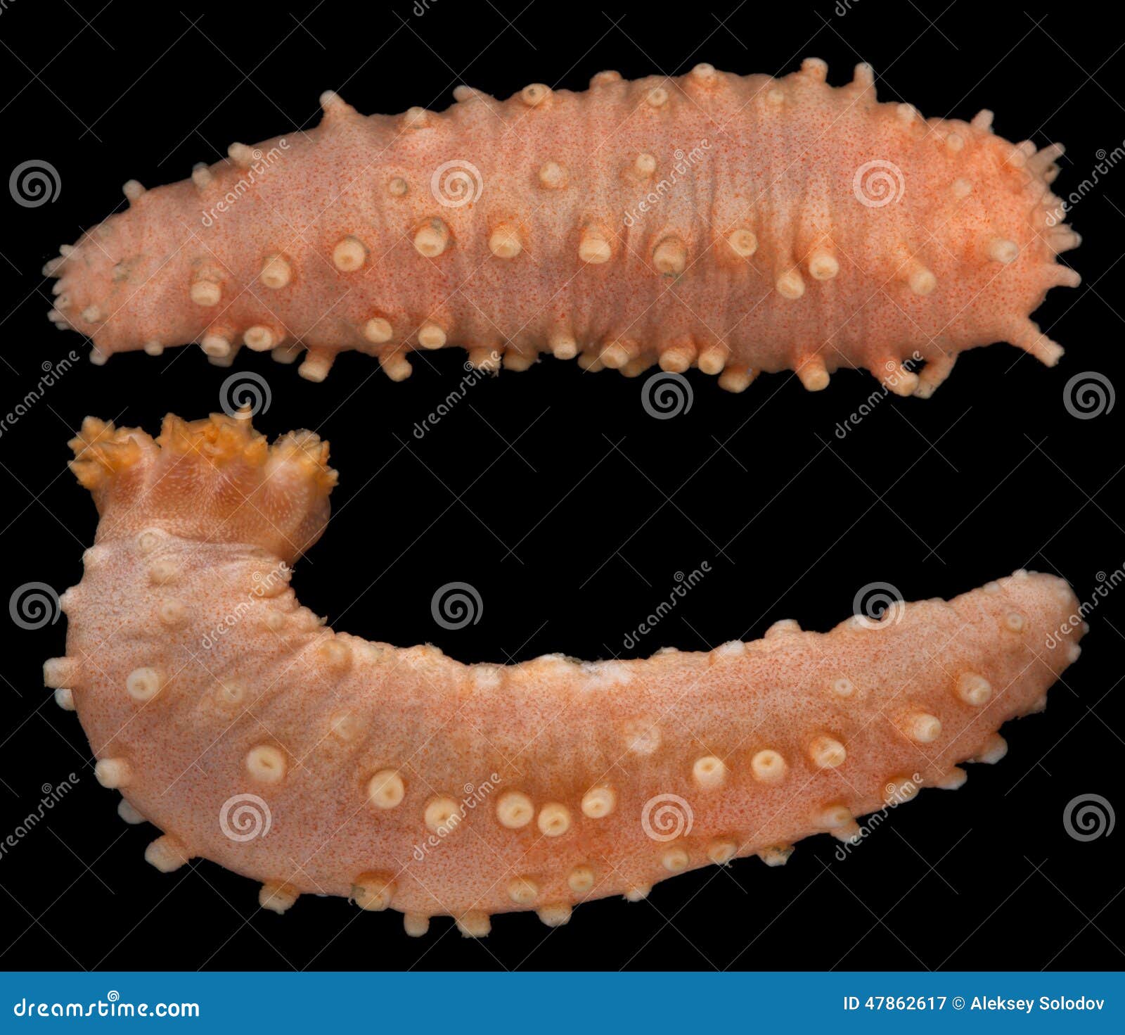 Holothurian stock image. Image of nature, animal, holothuroidea - 47862617