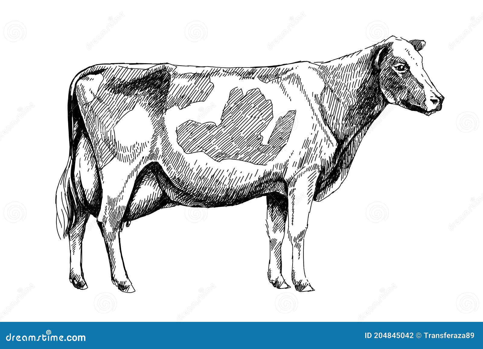 Holstein Breed, Graphic Illustration Stock Illustration - Illustration ...