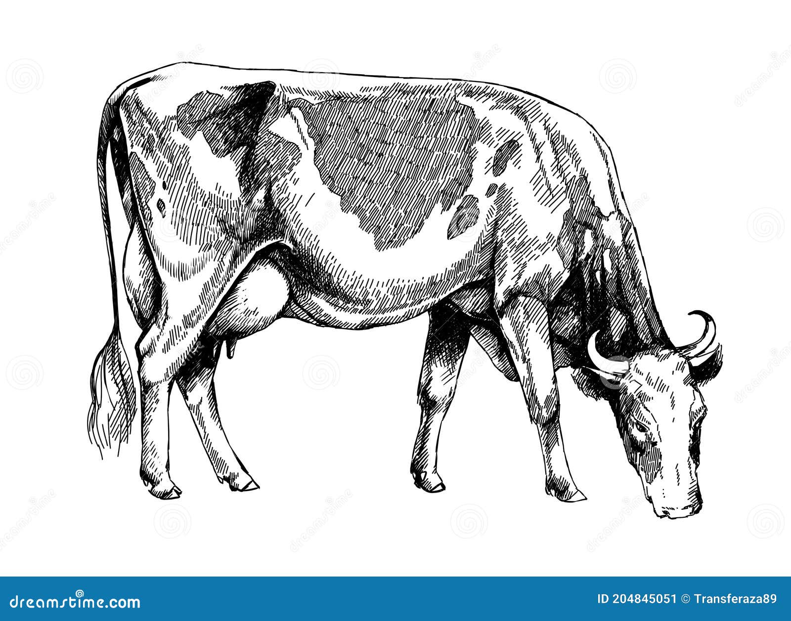 Holstein Breed, Graphic Illustration Royalty-Free Cartoon ...