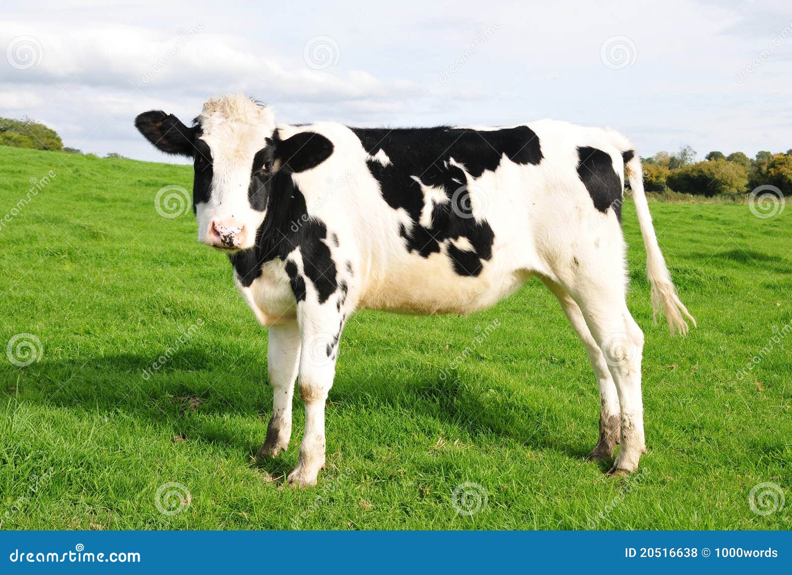 Holstein Calf