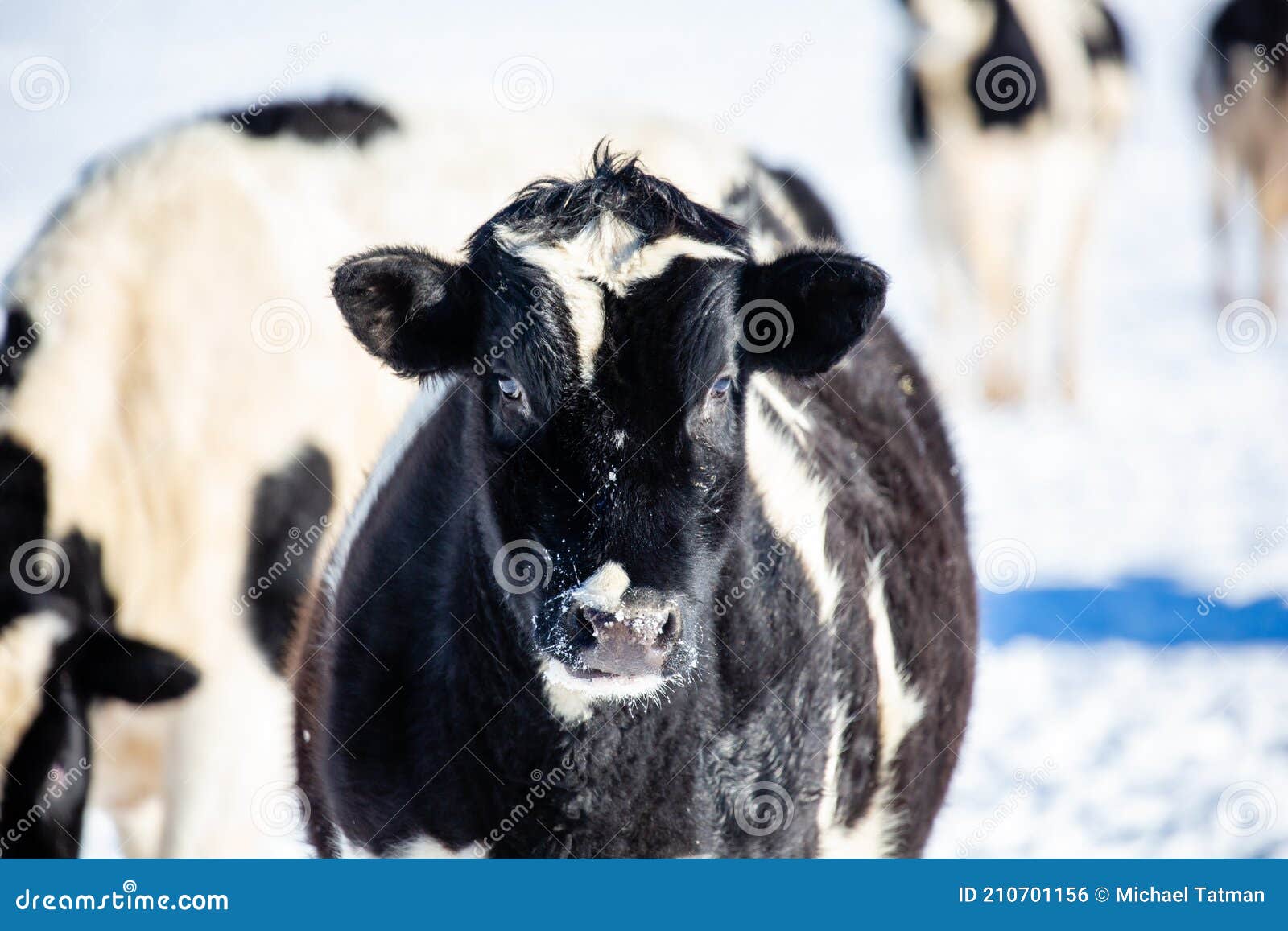 Holstein Calf with Snow on Her Face Stock Photo - Image of snow ...