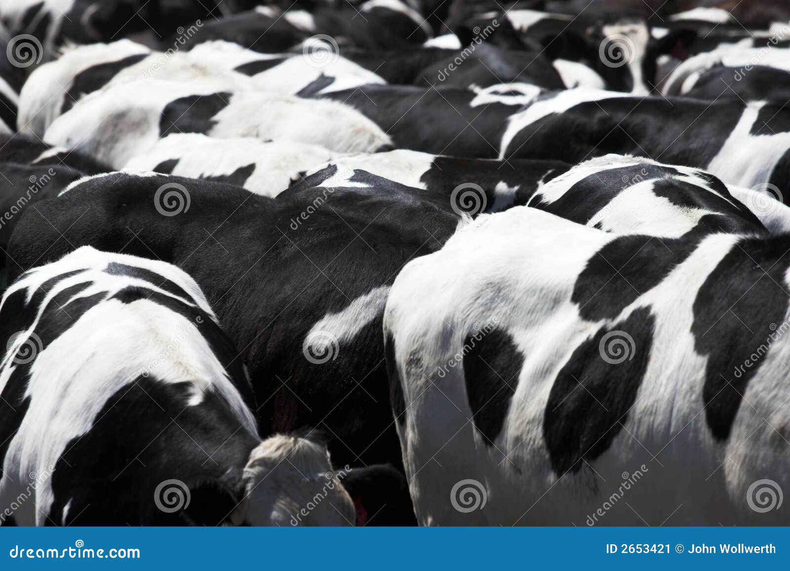 Holstein cattle stock image. Image of abstract, pattern - 2653421