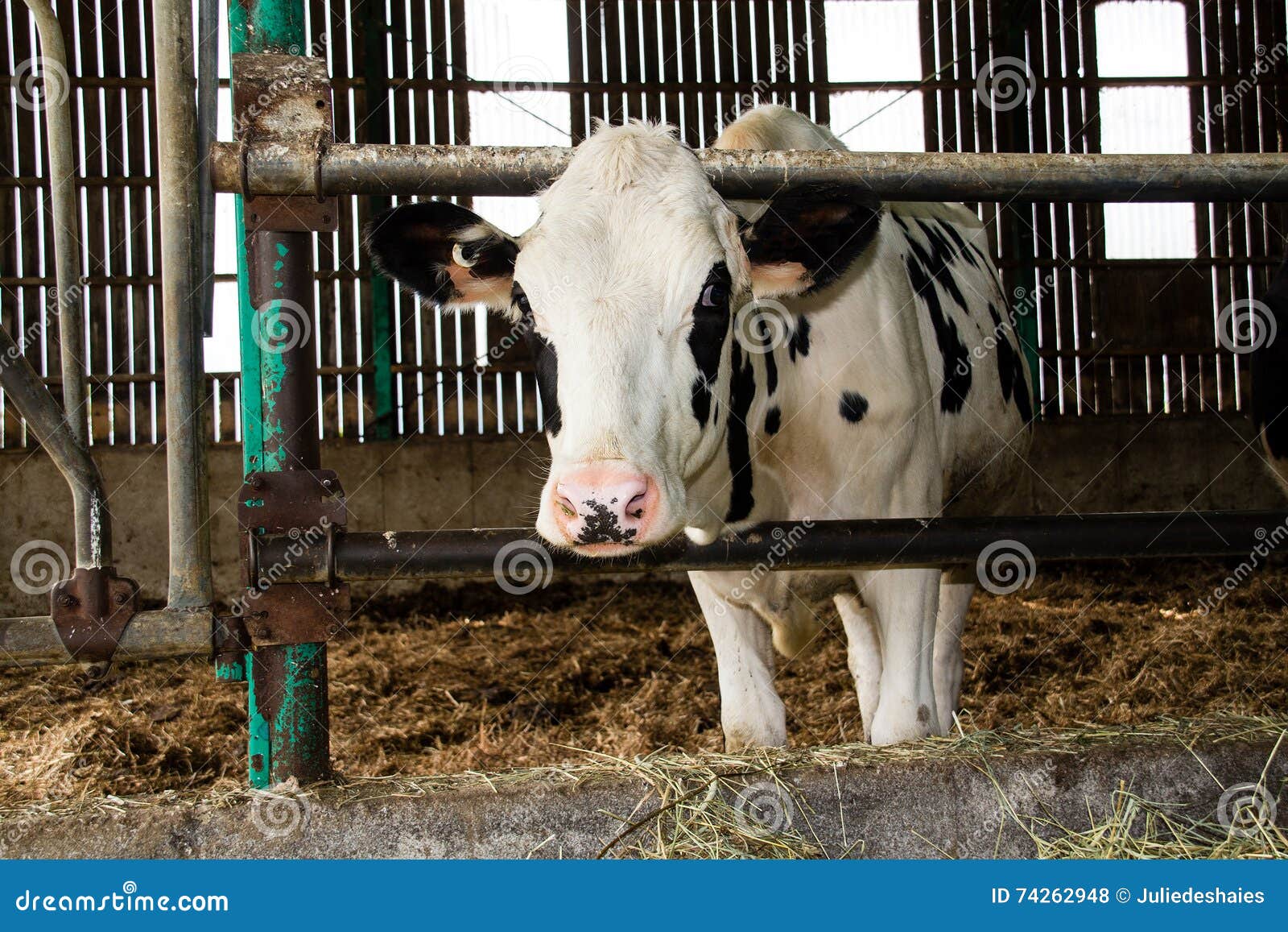 Holstein cattle stock photo. Image of farm, female, white - 74262948