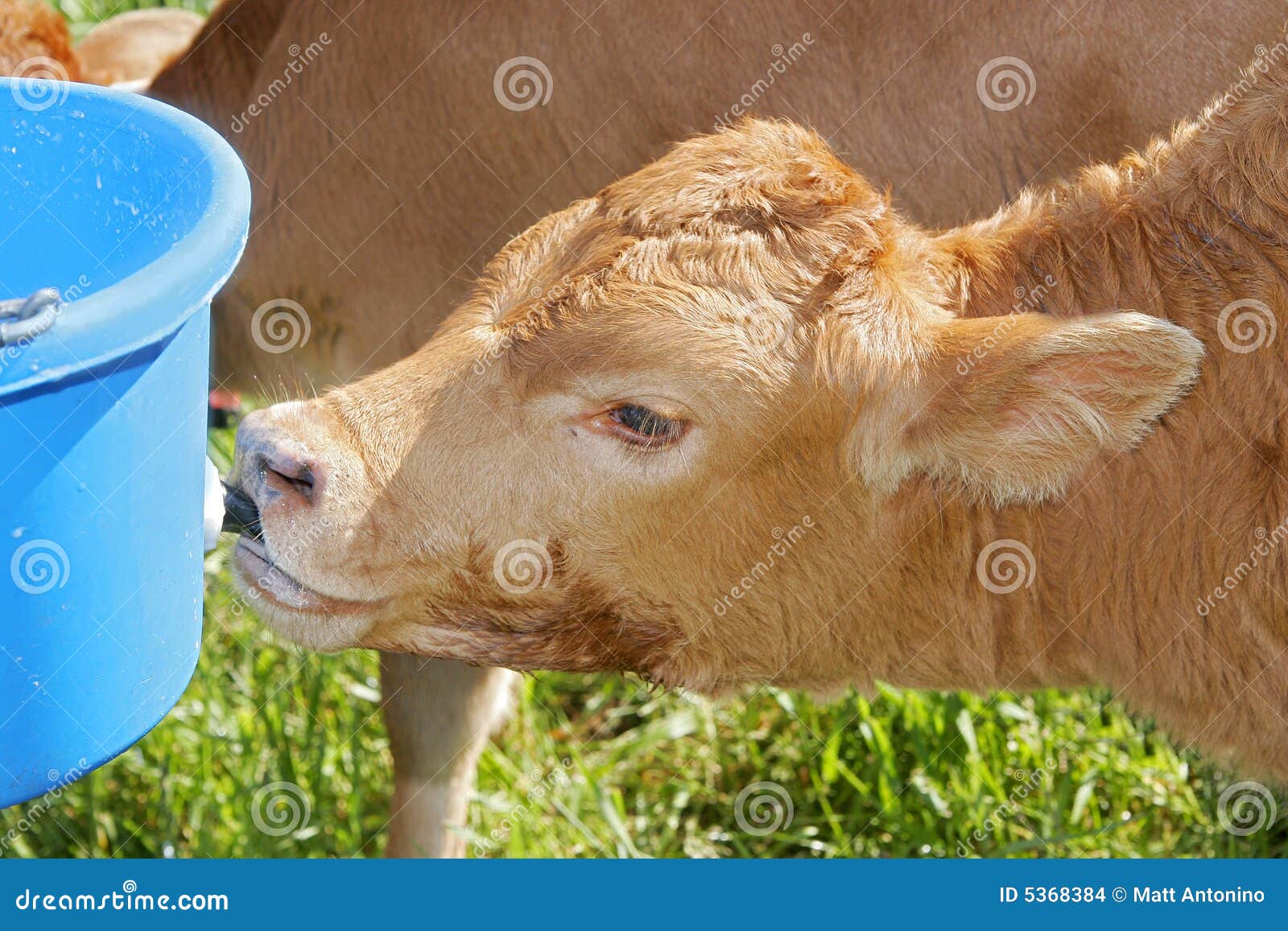 Holstein cow drinking stock photo. Image of grass, nature - 5368384