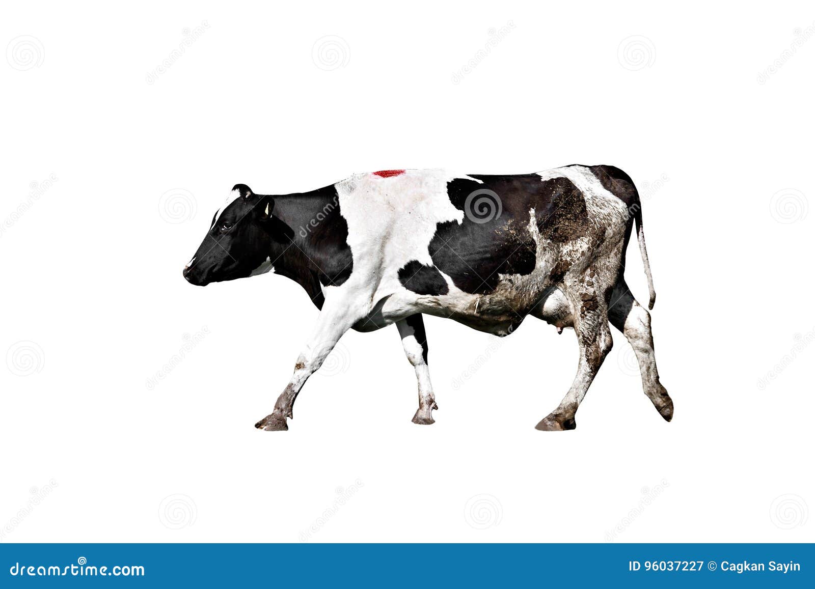Holstein Cow on Isolated White Background Stock Image - Image of graze ...