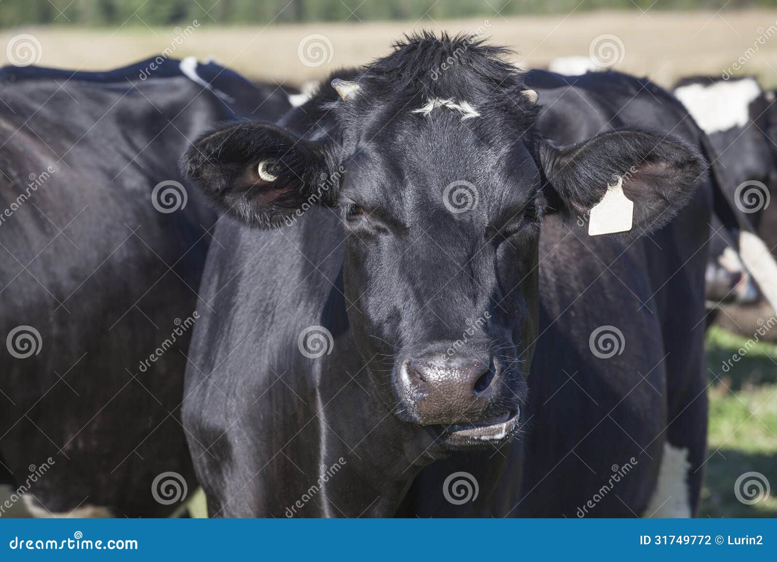 Holstein cow stock photo. Image of heifer, black, grass - 31749772