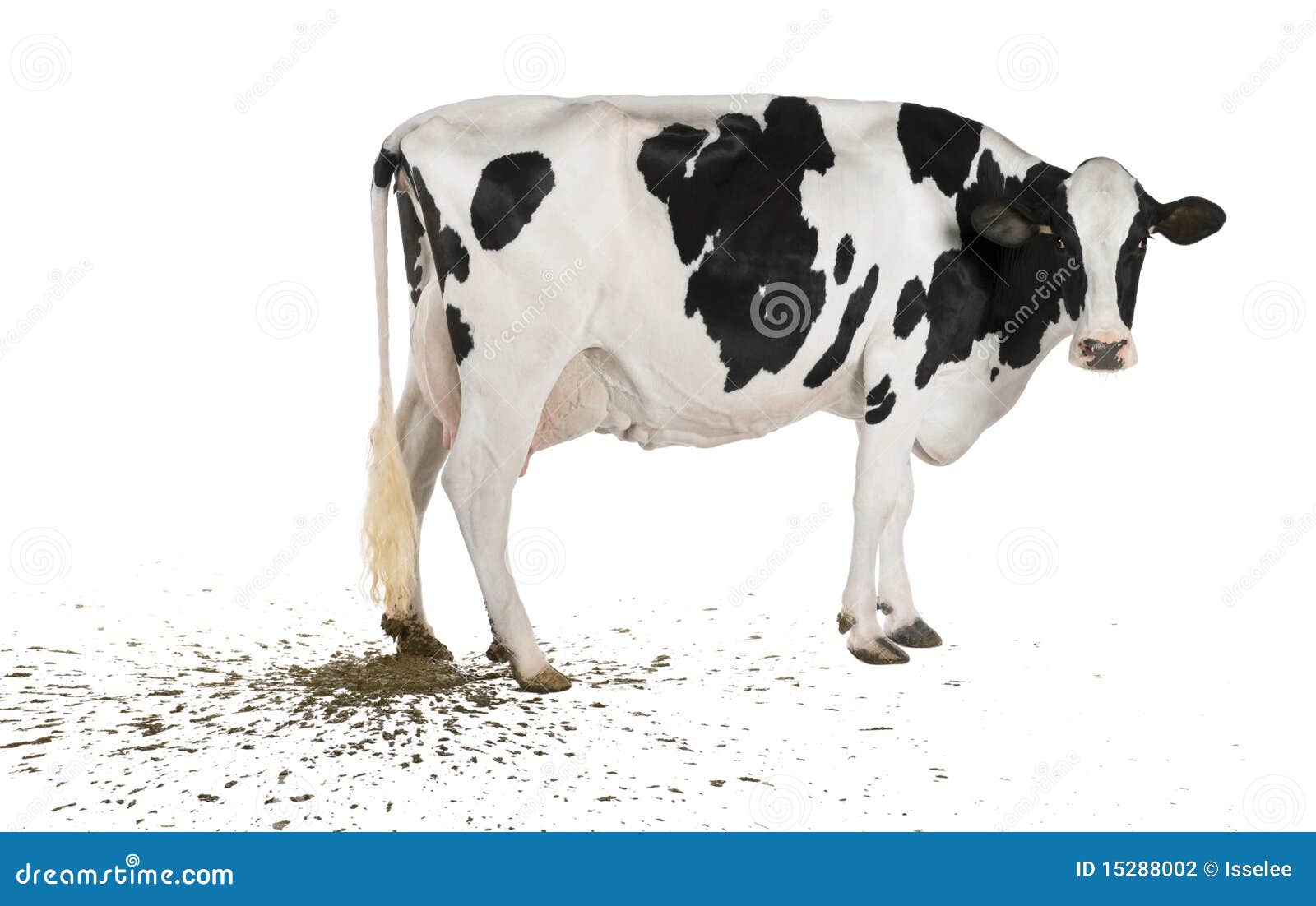 Holstein Cow Pooping, 5 Years Old Stock Photography | CartoonDealer.com ...