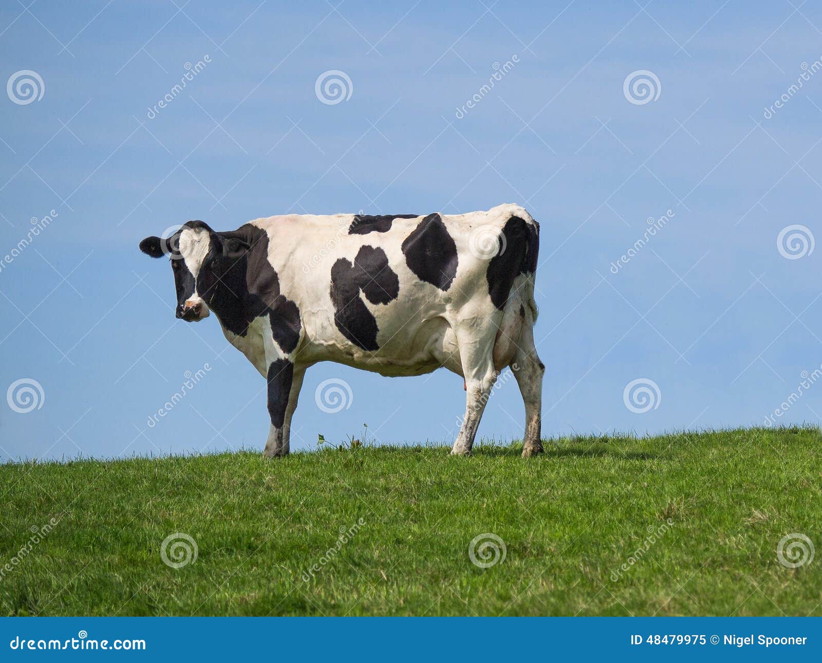Holstein cow on ridge stock image. Image of animal, livestock - 48479975