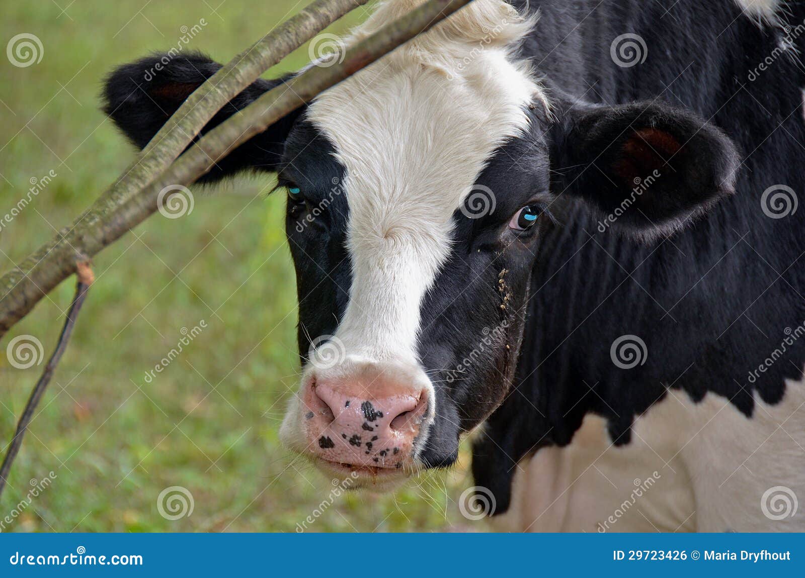 Young Holstein stock photo. Image of face, heifer, farm - 29723426