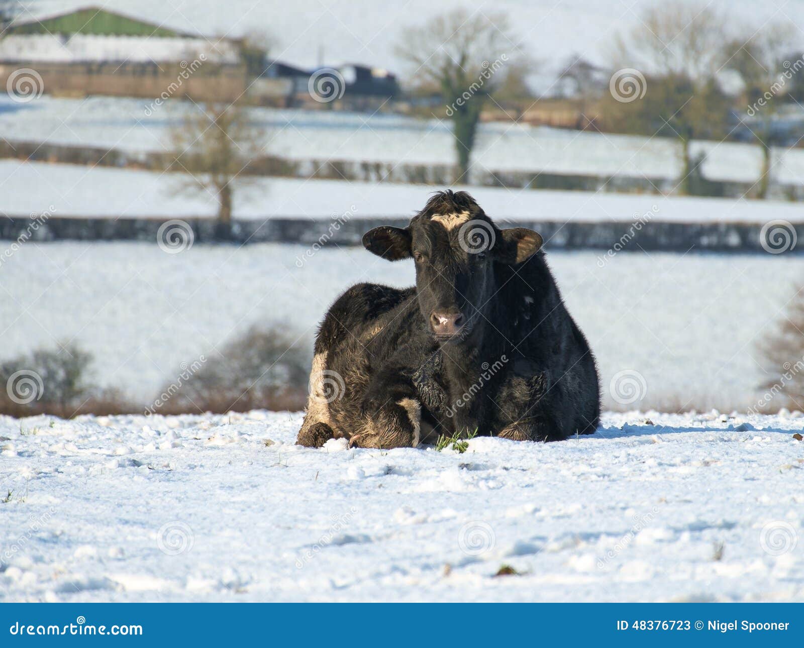 Holstein cow in snow stock image. Image of farming, lying - 48376723