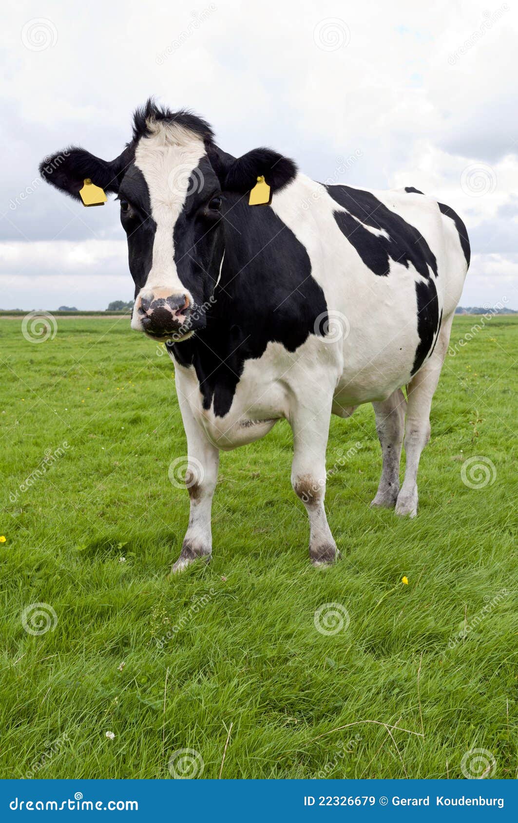 Holstein cow watching stock image. Image of cattle, agriculture - 22326679