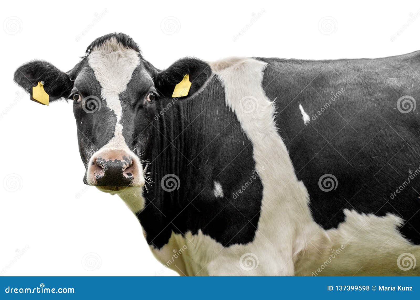 Holstein Cow on a White Background Stock Photo - Image of white, nature ...