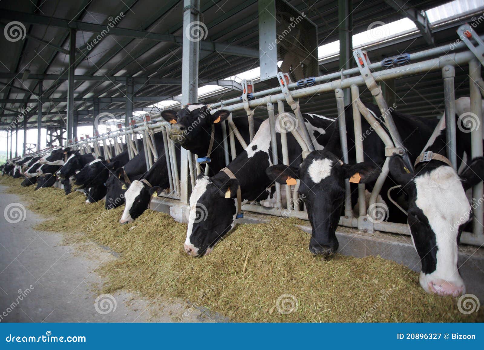 Holstein cows stock image. Image of breed, agriculture - 20896327