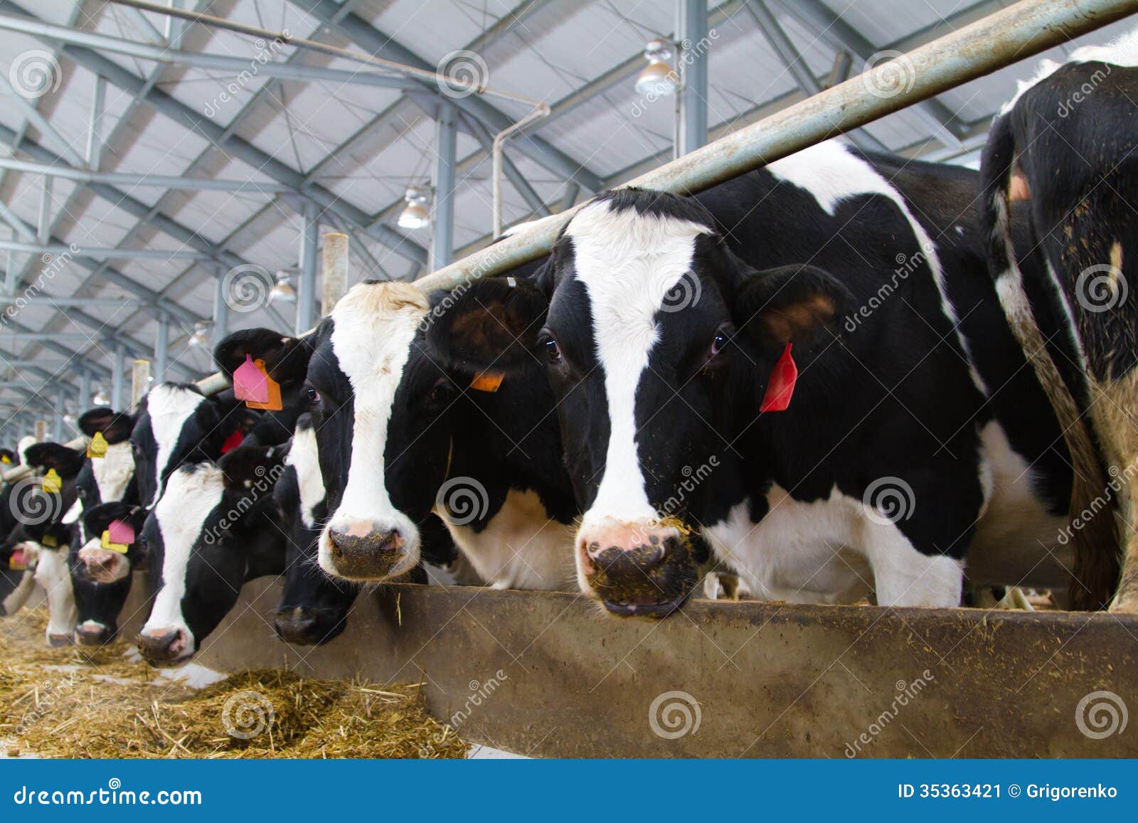 Holstein cows stock image. Image of milk, indoors, neck - 35363421