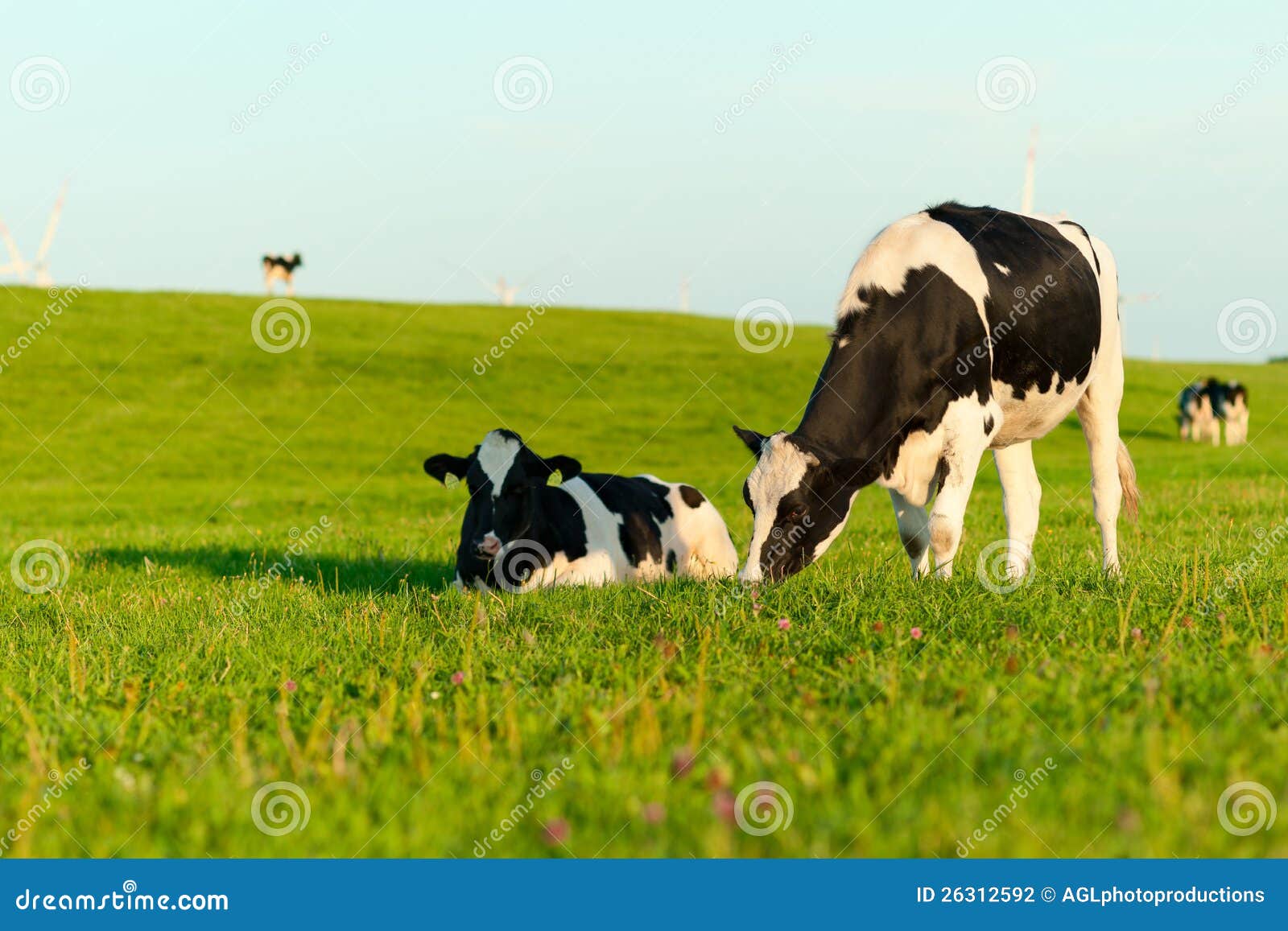 Cows Grazing On A Large Expanse Of Grass Stock Photography ...