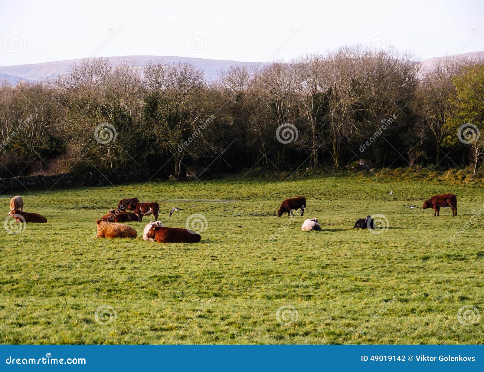 Holstein Cows at a Pasture in Scotland Stock Photo - Image of holstein ...