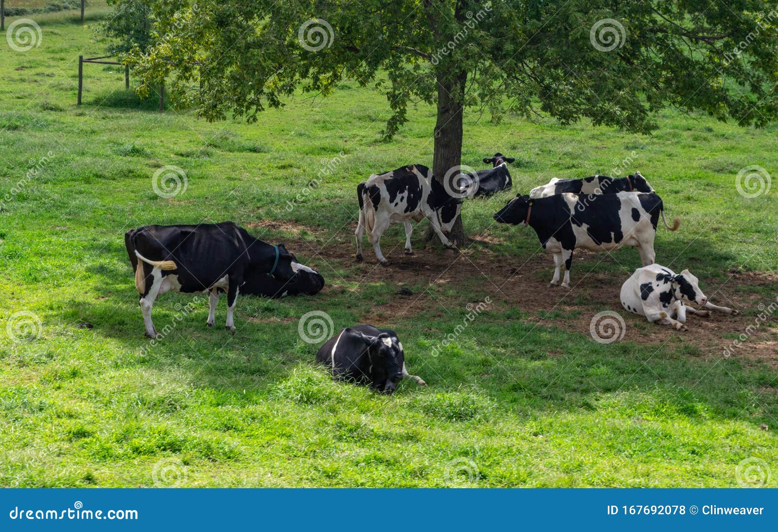 Cow Resting Under a Shade Tree Stock Photo - Image of mammals, bovine ...