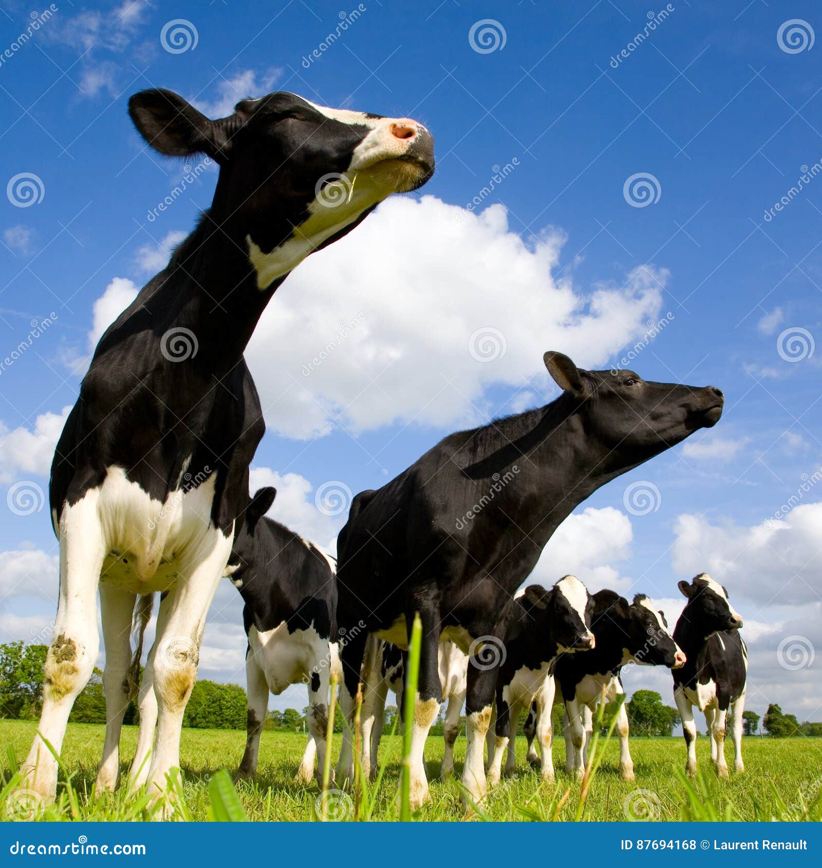 Holstein cows sniffing stock photo. Image of graze, animal - 87694168