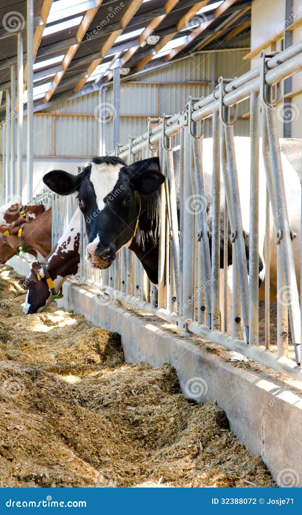 Holstein Cows in the Stable Stock Photo - Image of black, ranch: 32388072