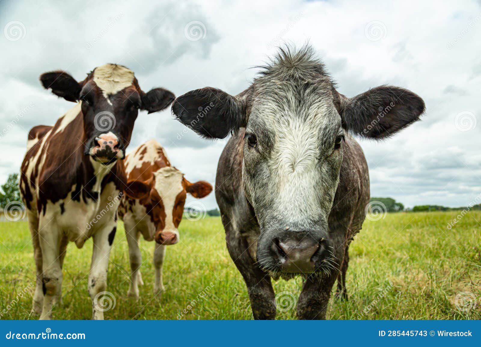 Holstein Cows Standing in a Grassy Pasture with a Cloudy Sky in the ...