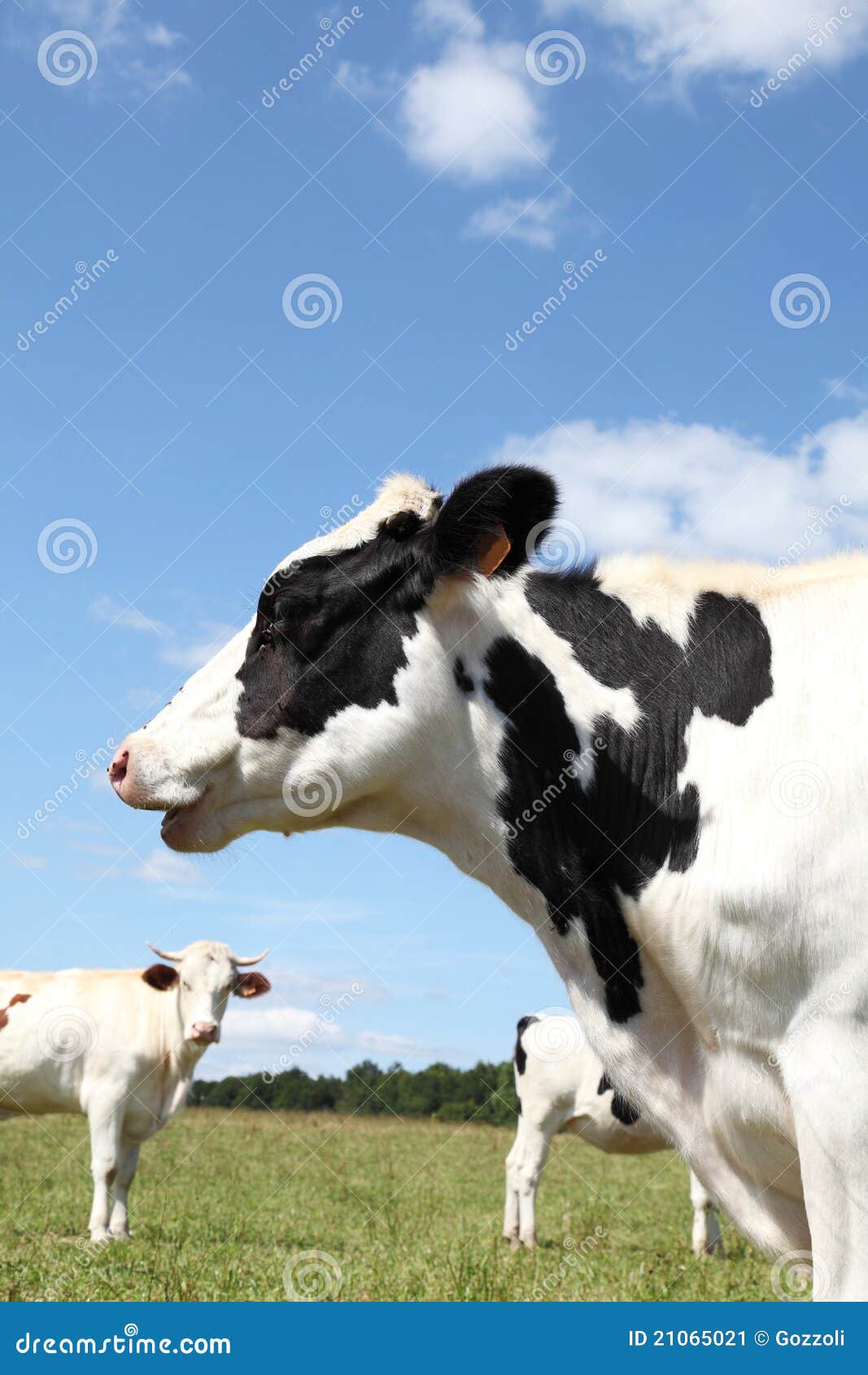 Holstein Dairy Cow Head Portrait Stock Image - Image of agriculture ...