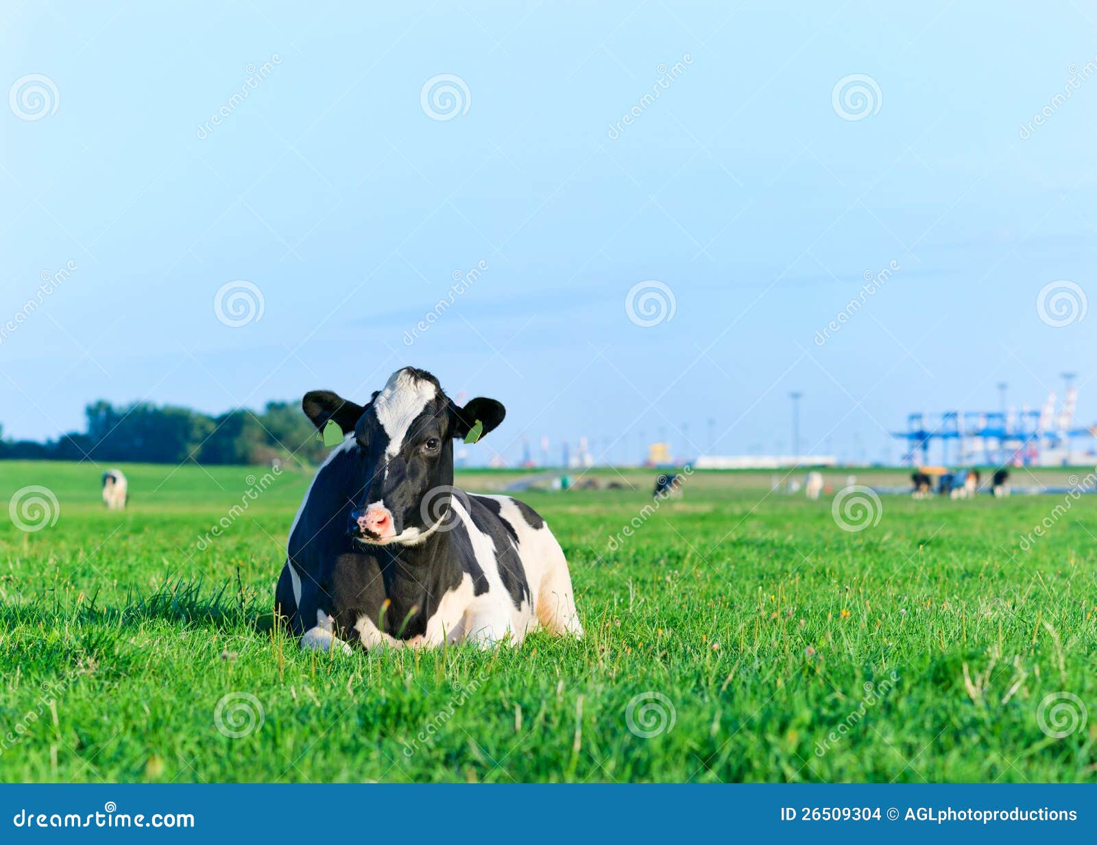 Holstein Dairy Cow Resting on Grass Stock Photo - Image of animal, lush ...