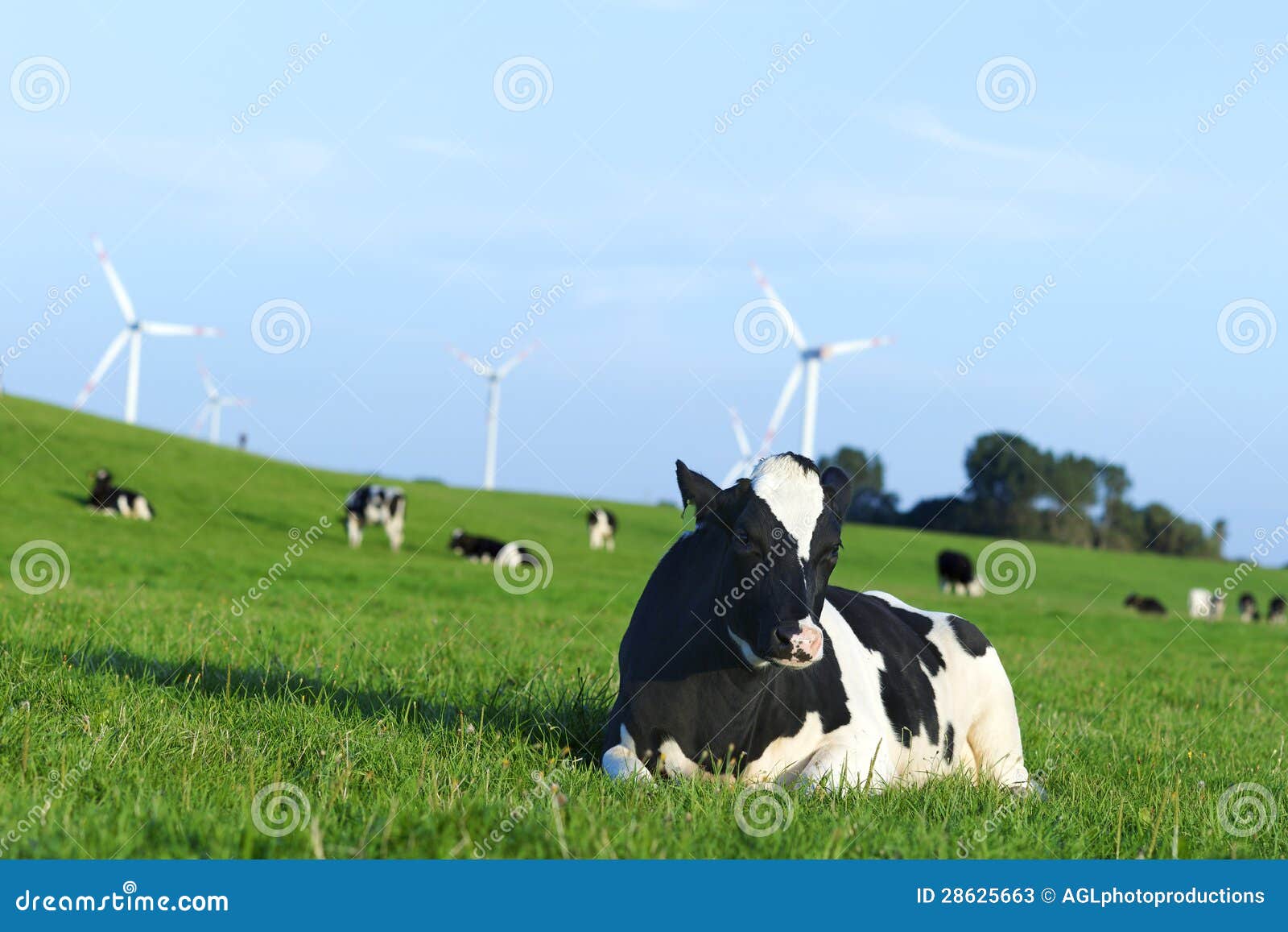 Holstein Dairy Cow Resting on Grass Stock Image - Image of milcher ...