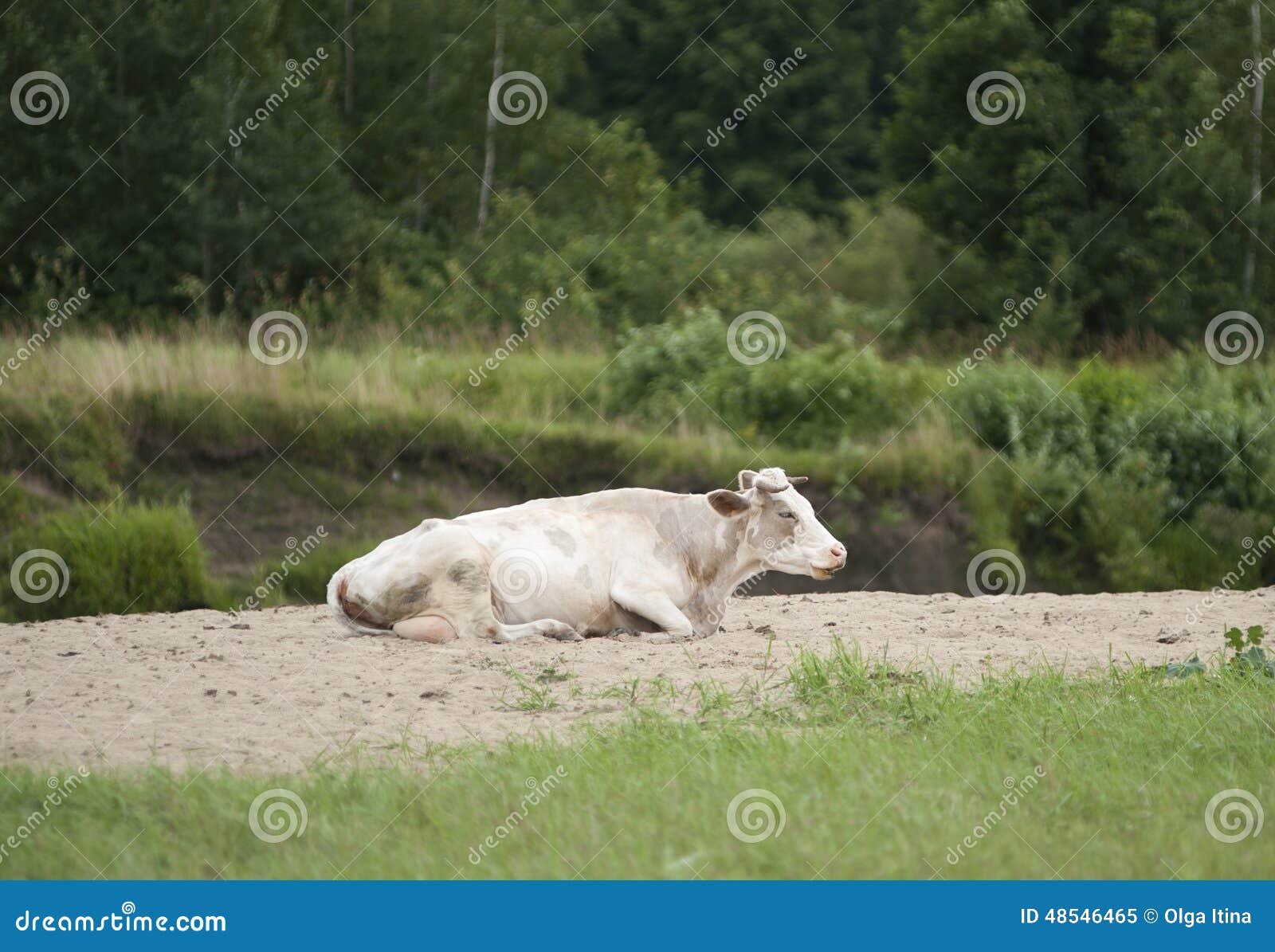 Holstein Dairy Cow Resting on Grass Stock Image - Image of livestock ...