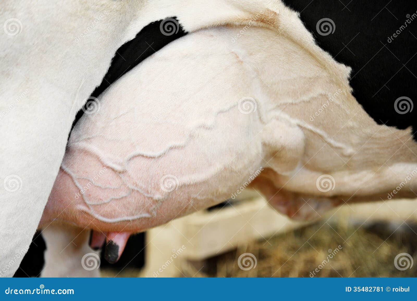 Dairy Cow`s Udder Ready For Milking At A Farm Royalty-Free Stock ...
