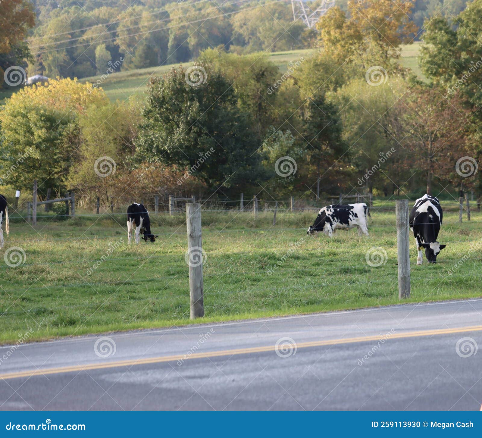 Holstein Dairy Cows in the Fall Stock Photo - Image of cows, field ...