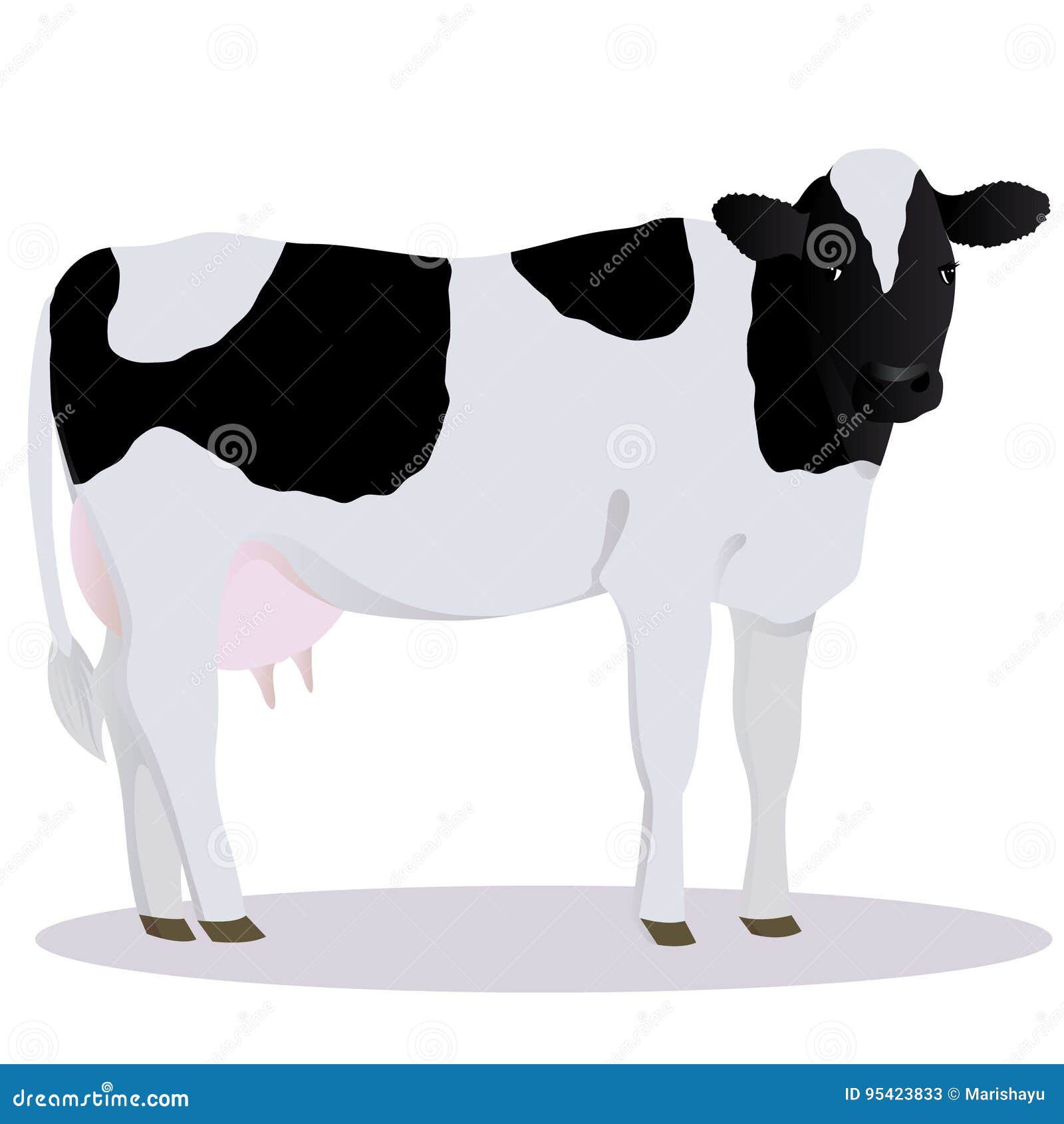 Holstein Friesian Cattle Various Pose Set Cartoon Vector ...