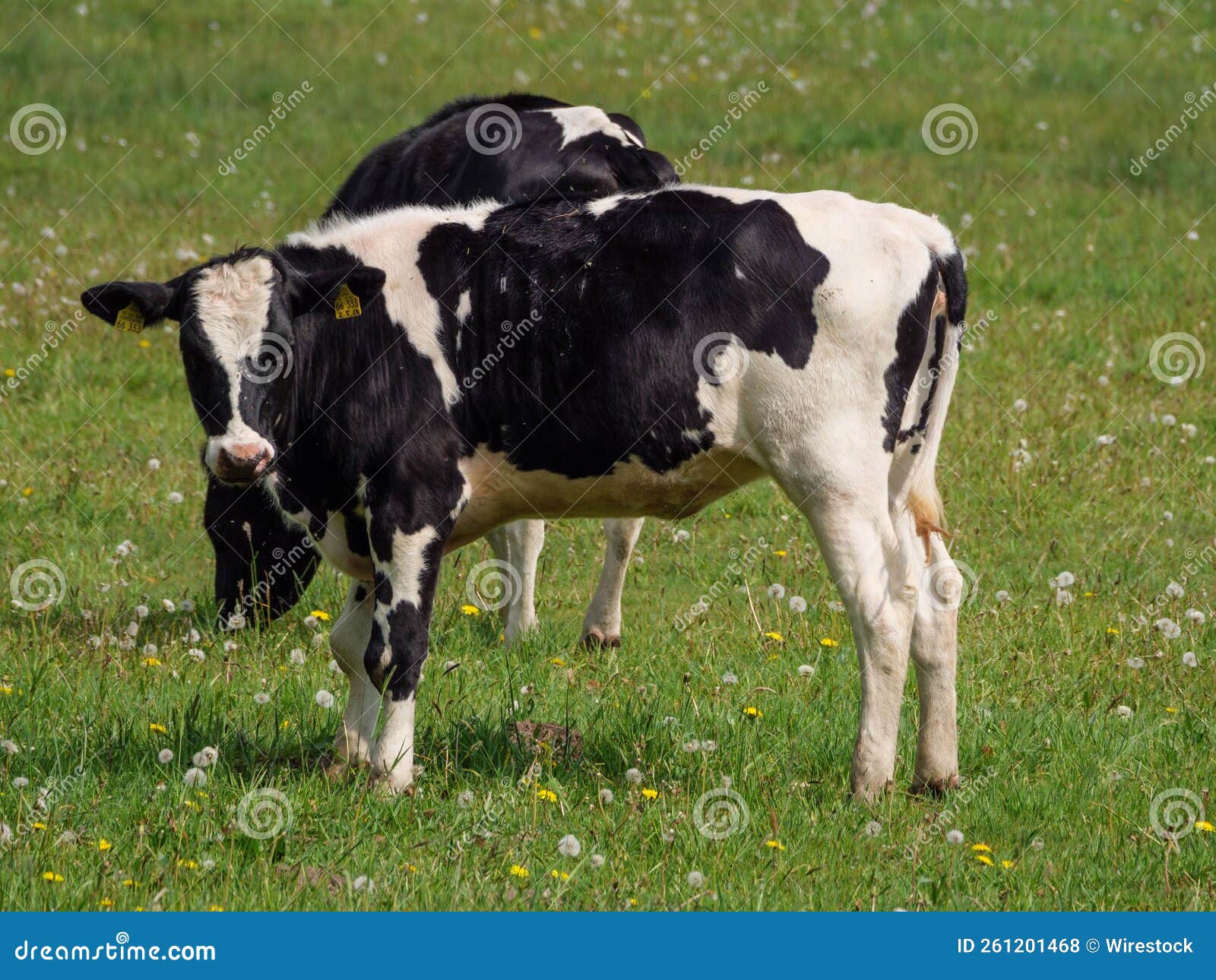 Holstein-Friesian Cow Pasturing on a Meadow Stock Photo - Image of ...