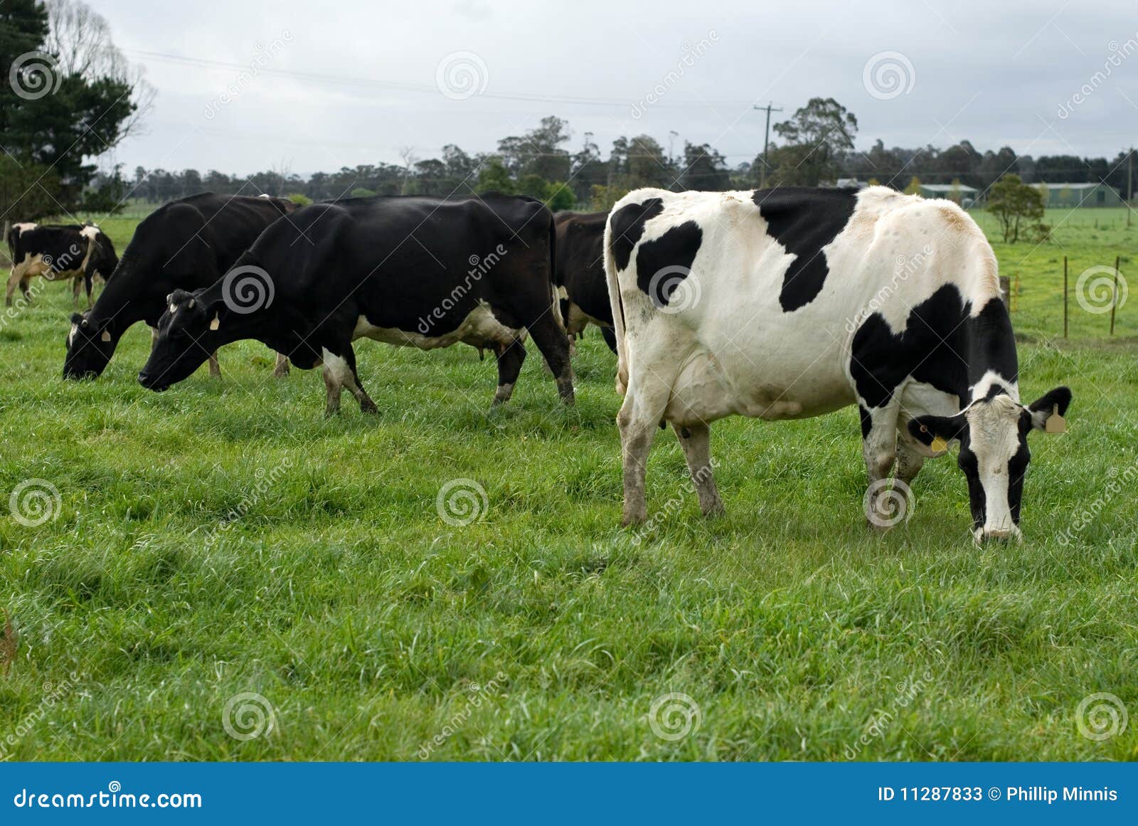 Holstein Friesian Cows stock image. Image of farming - 11287833