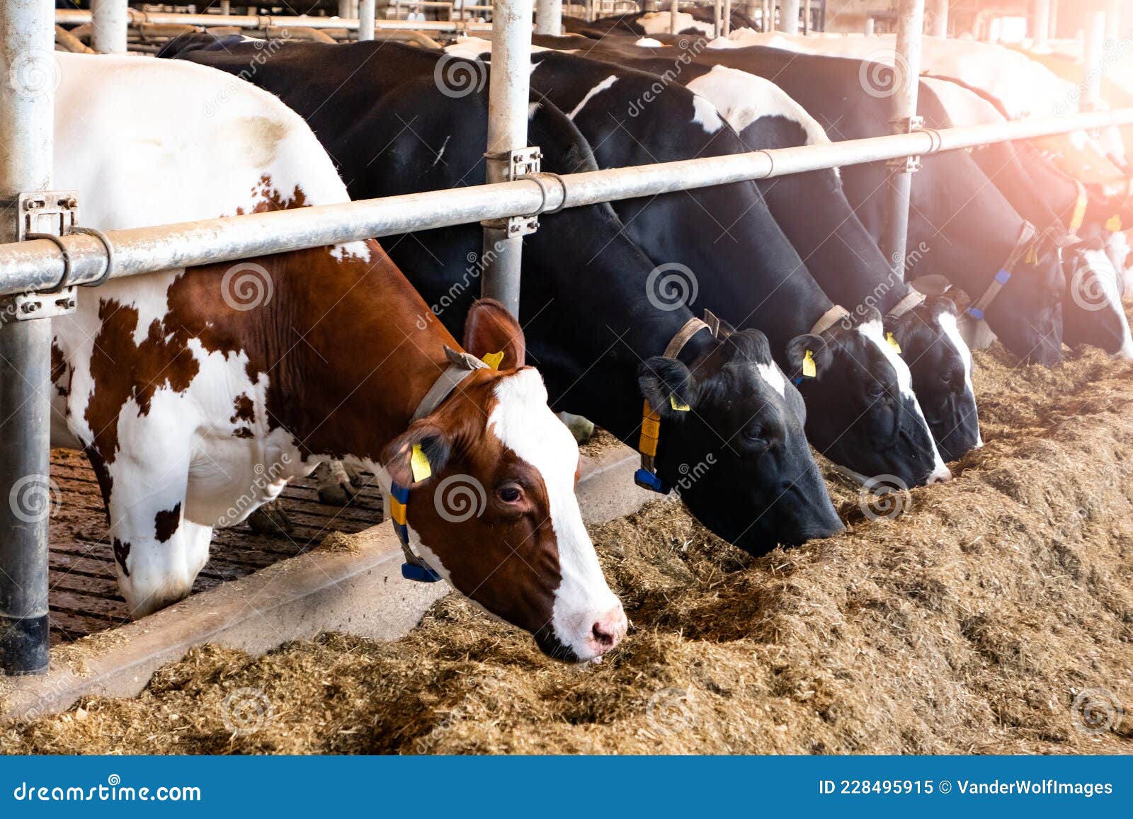 Holstein Friesian Cows at a Dairy Farm Stock Image - Image of animal ...